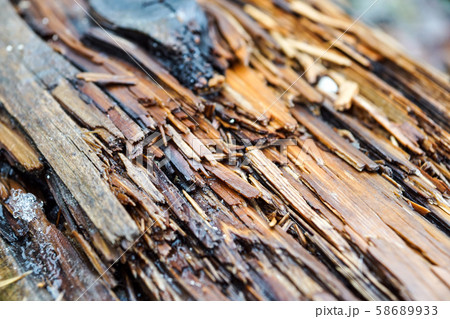 Tree bark texture background. Winter sceneの写真素材 [58689933] - PIXTA