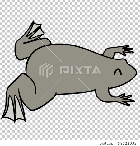 Illustration of a simple Xenopus - Stock Illustration [58722032] - PIXTA