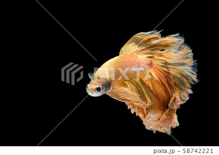 Siamese Fighting Fish Gold
