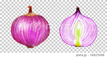 Purple onion (color pencil drawing) - Stock Illustration [58925046] - PIXTA