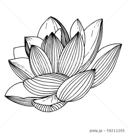 Lotus Flower Line Drawing