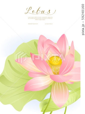 Pink Lotus. Template for wedding invitationのイラスト素材 [59240160] - PIXTA