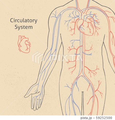 Human Circulatory System Unlabeled