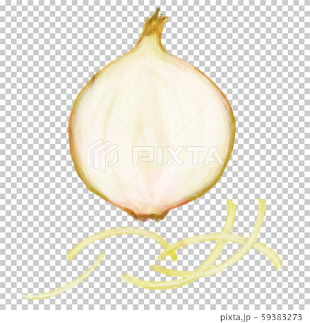 33_ onion cross section - Stock Illustration [59383273] - PIXTA