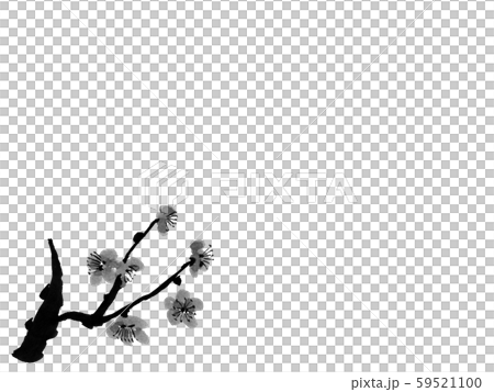 Ume (hand-drawn illustration of ink) - Stock Illustration [59521100 ...