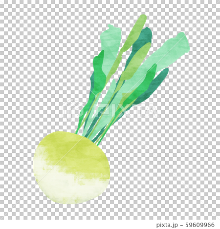 Blue-necked turnip / turnip - Stock Illustration [59609966] - PIXTA