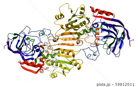 Human alcohol dehydrogenase (ADH1A)のイラスト素材 [59812011] - PIXTA