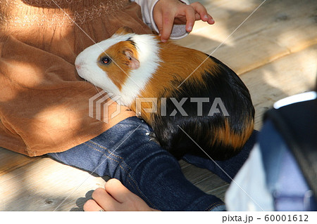 モルモット ふれあいコーナーの人気もの 重宝な生き物の写真素材 [60001612] - PIXTA