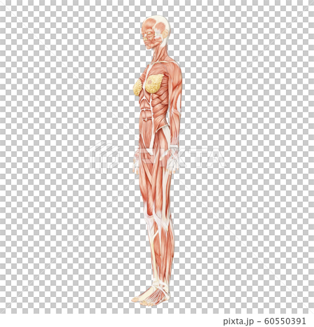 Muscle specimen female perming3DCG illustration... - Stock Illustration ...