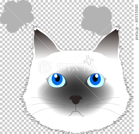 Angry Siamese cat - Stock Illustration [60555080] - PIXTA