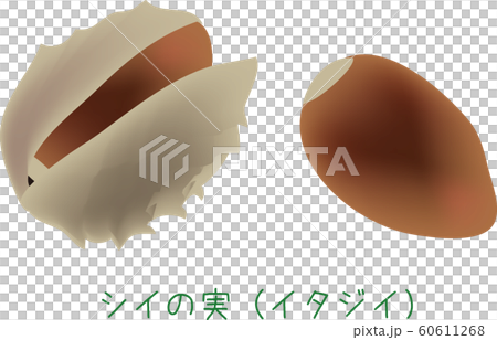 南南Am美Shii no Nami Plant Itajii-插圖素材 [60611268] - PIXTA圖庫
