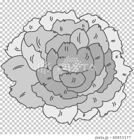 Button, flower, line drawing, image, coloring book - Stock Illustration ...