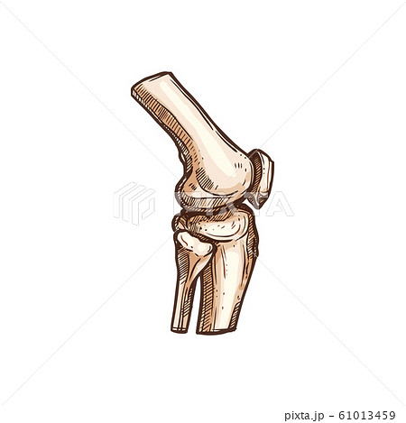 Knee Joint Vector