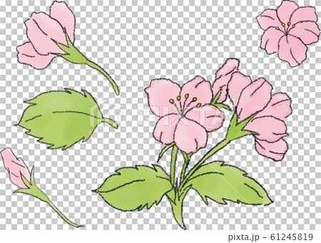 Sakura Parts Watercolor - Stock Illustration [61245819] - PIXTA