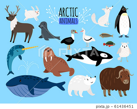 Arctic Insects