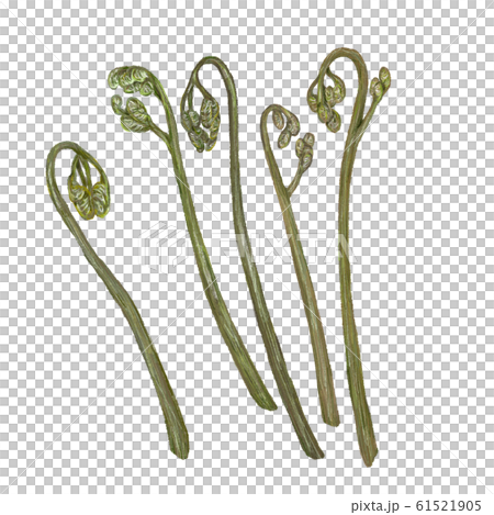 Bracken - Stock Illustration [61521905] - PIXTA