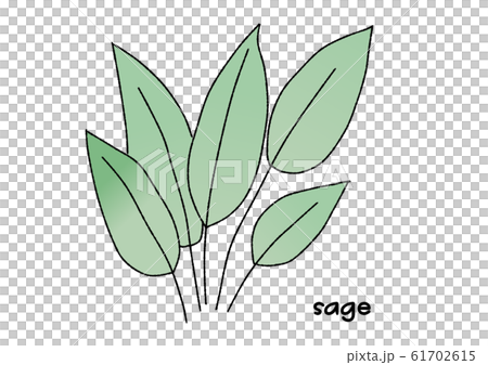 Sage herb with letters - Stock Illustration [61702615] - PIXTA