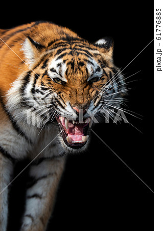 Angry Tigress