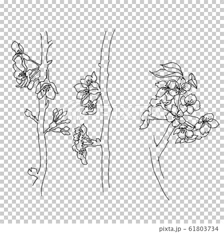 Line drawing Sakura - Stock Illustration [61803734] - PIXTA
