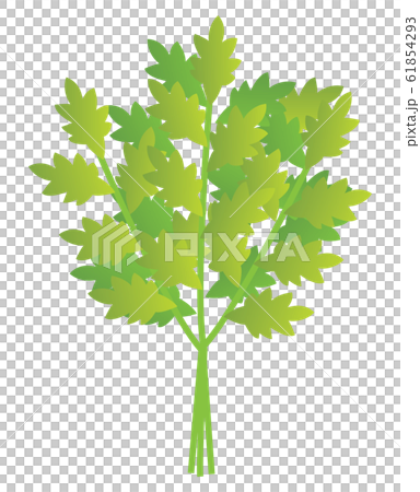 Illustration of mugwort - Stock Illustration [61854293] - PIXTA