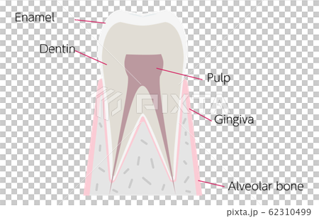 Simple tooth anatomy with names for each part... - Stock Illustration ...