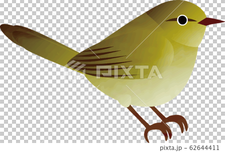 Uguisu Birds Spring Spring Watercolor Touch... - Stock Illustration ...