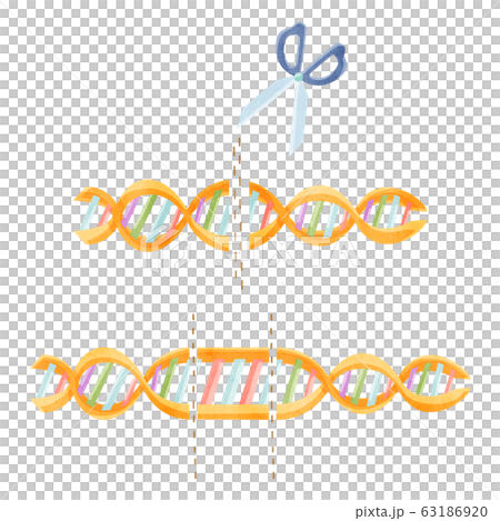DNA cutting image - Stock Illustration [63186920] - PIXTA