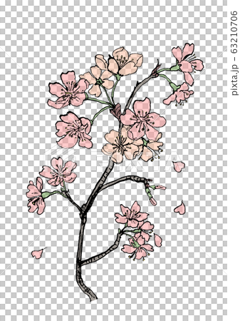 Sakura line drawing color - Stock Illustration [63210706] - PIXTA