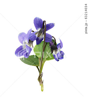 Blue Violets Bouquet