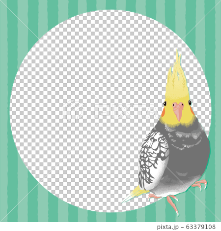 Cockatiels and round frame 2 - Stock Illustration [63379108] - PIXTA