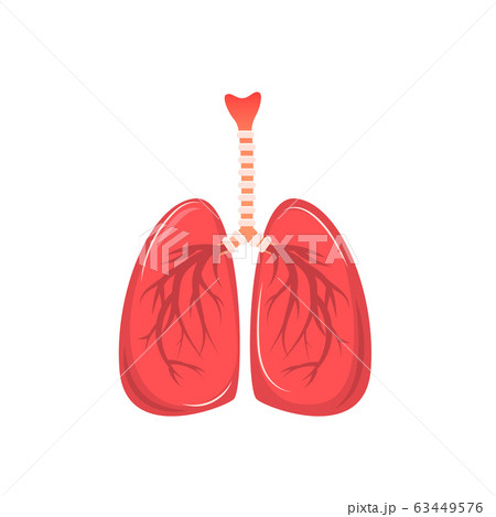 Human lungs isolated on a white background. Vectorのイラスト素材 [63449576 ...