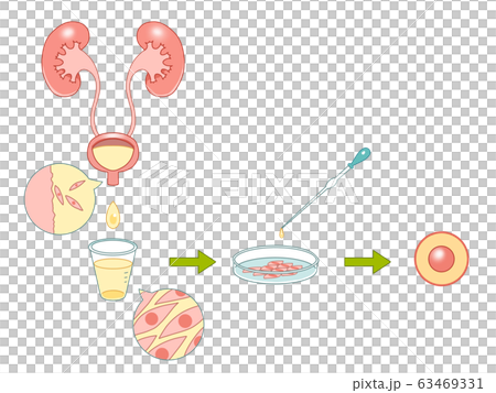 Culture of cells from the kidney - Stock Illustration [63469331] - PIXTA