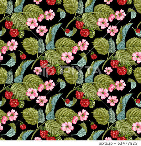 Watercolor raspberry seamless pattern on black....のイラスト素材 [63477825 ...