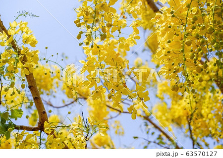 Cassia Fistula Golden Shower Tree Seeds, 53% OFF