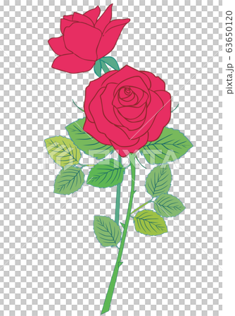 Single Rose Illustration