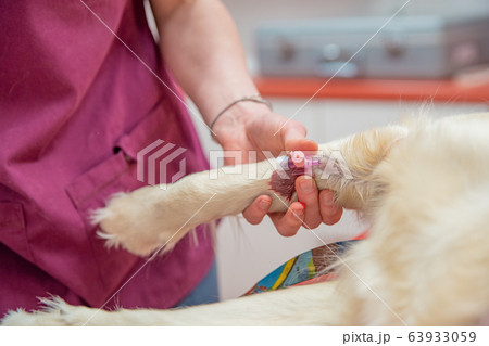 introduction of a cannula for blood collection into the dog's paw ...