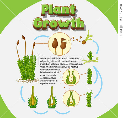 Diagram showing how plants grow from seedsのイラスト素材 [64037040] - PIXTA
