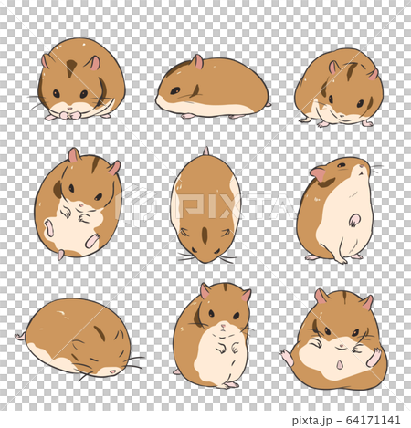Golden hamster - Stock Illustration [64171141] - PIXTA
