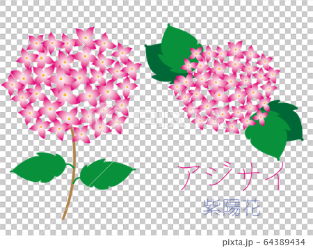 Hydrangea vector one point illustration - Stock Illustration [64389434 ...