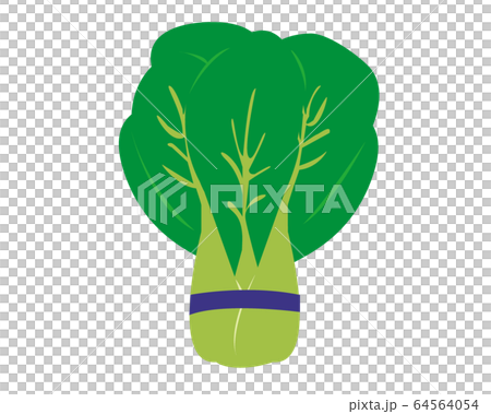 Pak choi vegetables vector illustration - Stock Illustration [64564054 ...