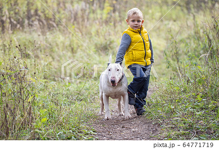 Young boy and his best friend white English bullの写真素材 [64771719] - PIXTA