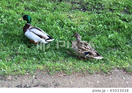Ducks running on green grass at a pond in springの写真素材 [65033038] - PIXTA