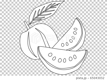 Tropical fruit guava line drawing - Stock Illustration [65043032] - PIXTA