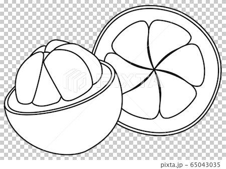 Tropical fruit mangosteen line drawing - Stock Illustration [65043035 ...