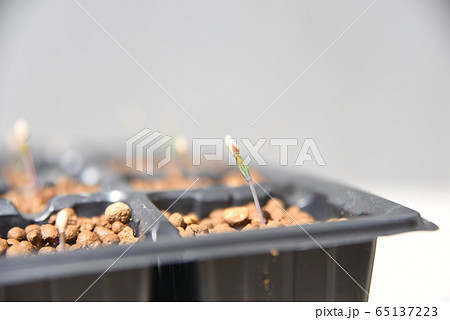 ブリッスルコーンパイン（Pinus longaeva） 発芽の写真素材 [65137223] - PIXTA