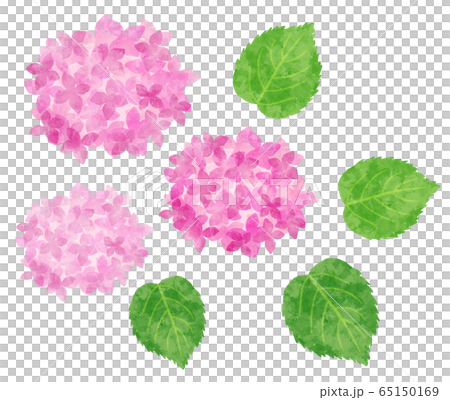 Hydrangea parts set pink - Stock Illustration [65150169] - PIXTA