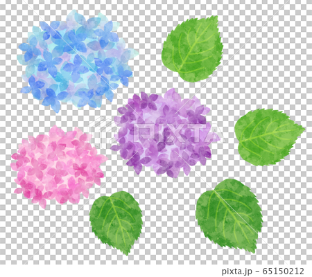Hydrangea parts set colorful - Stock Illustration [65150212] - PIXTA