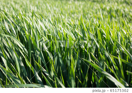 beautiful juicy grassの写真素材 [65175302] - PIXTA