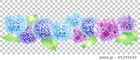Lined colorful hydrangea border lines.... - Stock Illustration ...