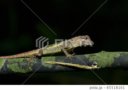 サキシマキノボリトカゲ Ryukyu japalure Okinawa tree lizard の写真素材 [65518101] - PIXTA